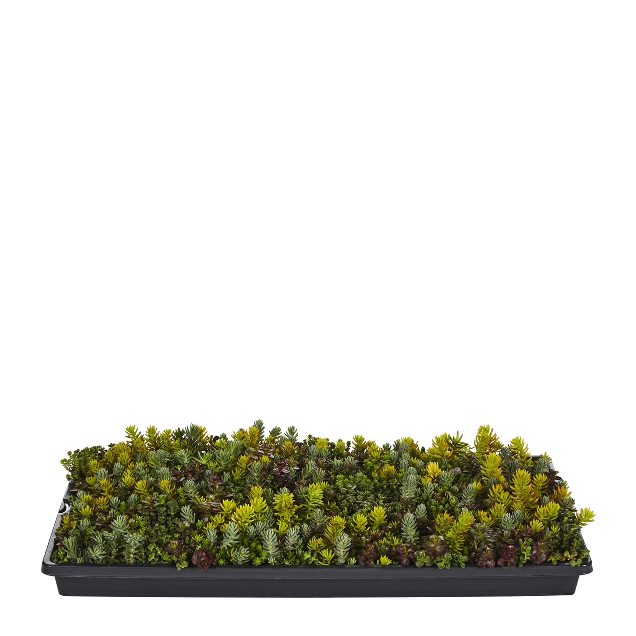 Expert Gardener 10x20 Multicolor Sedum Tile Live Perennial Plant ...