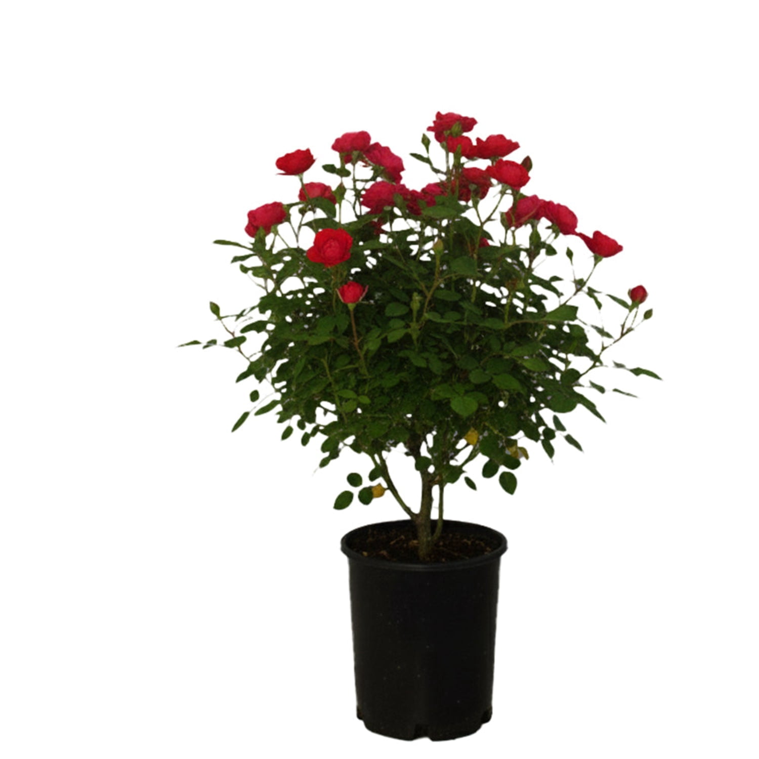 Expert Gardener 12-18" Mini Cherry Flower Carpet® Groundcover Rose with ...