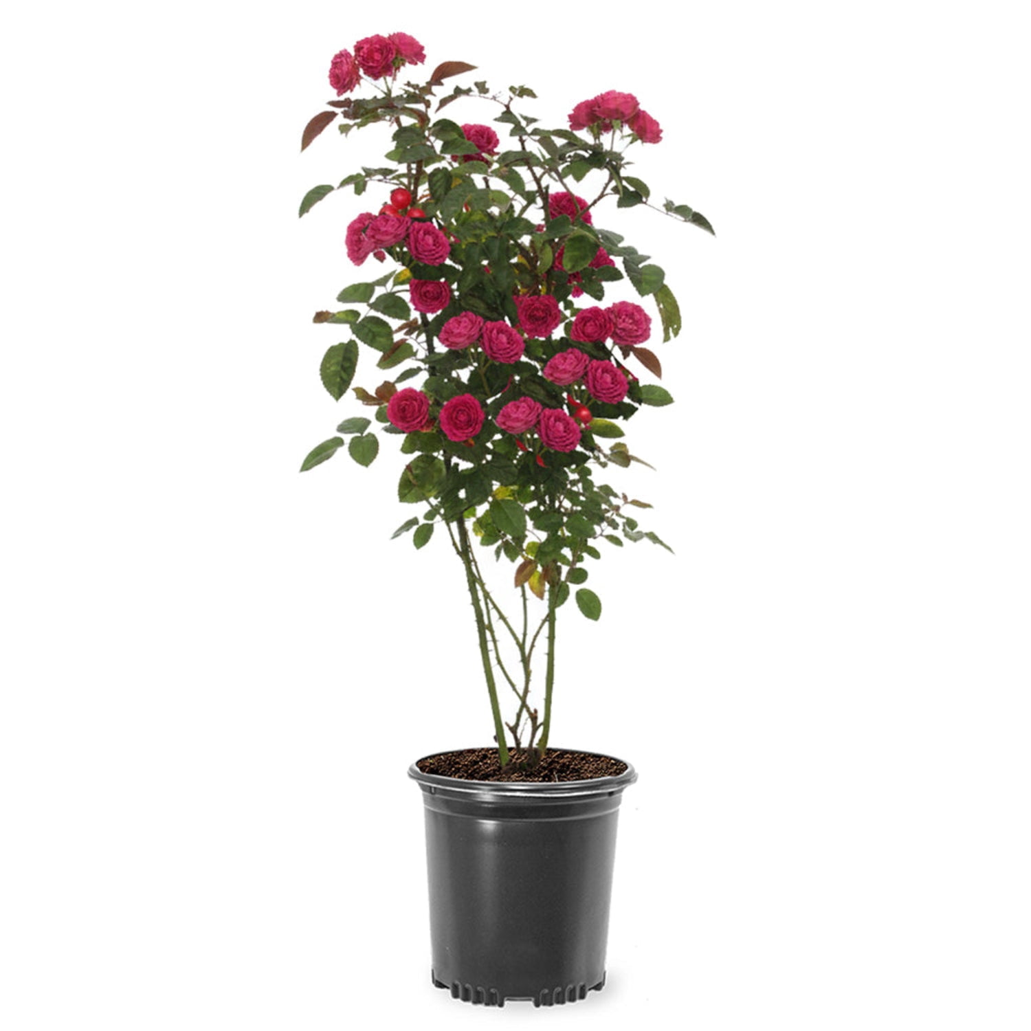 Expert Gardener 12-18" Showpiece™ Berry Fragrant Shrub Rose with Red ...
