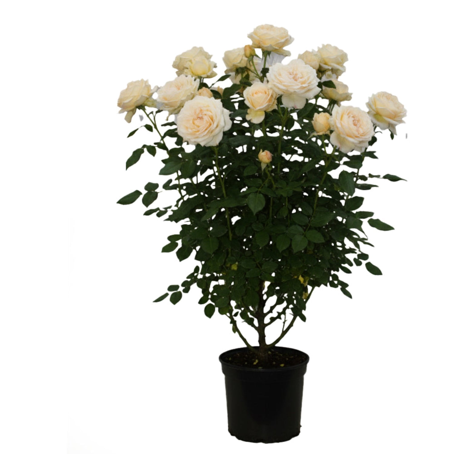 Expert Gardener 12-18" Showpiece™ Champagne Fragrant Shrub Rose with ...