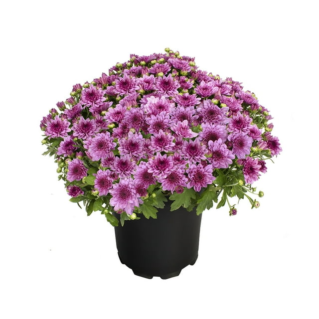 Expert Gardener 16" Pink Mum Live Plant Fall Garden Chrysanthemums in 1 ...