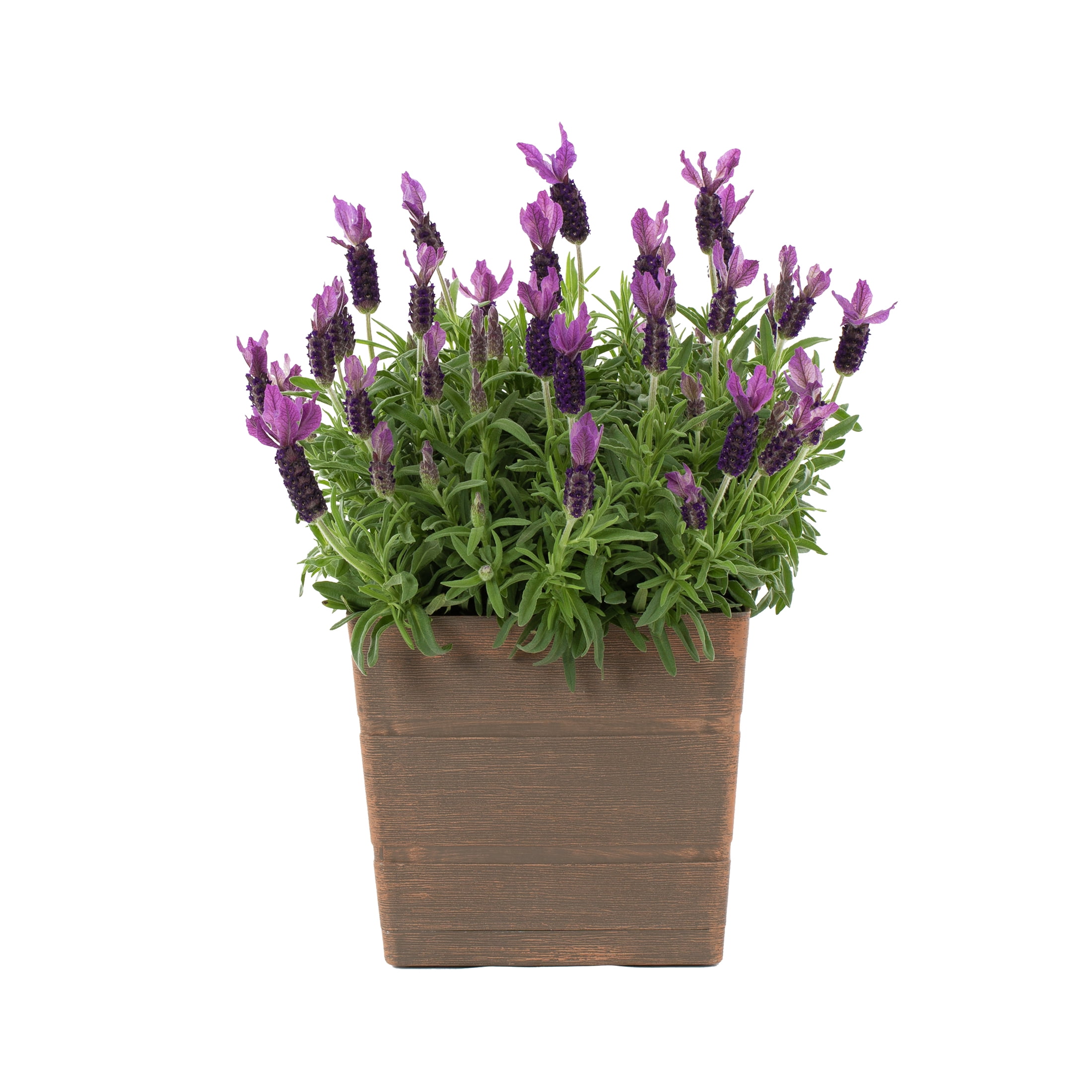 Expert Gardener 1gal Purple Lavender Primavera Purple Live Perennial ...