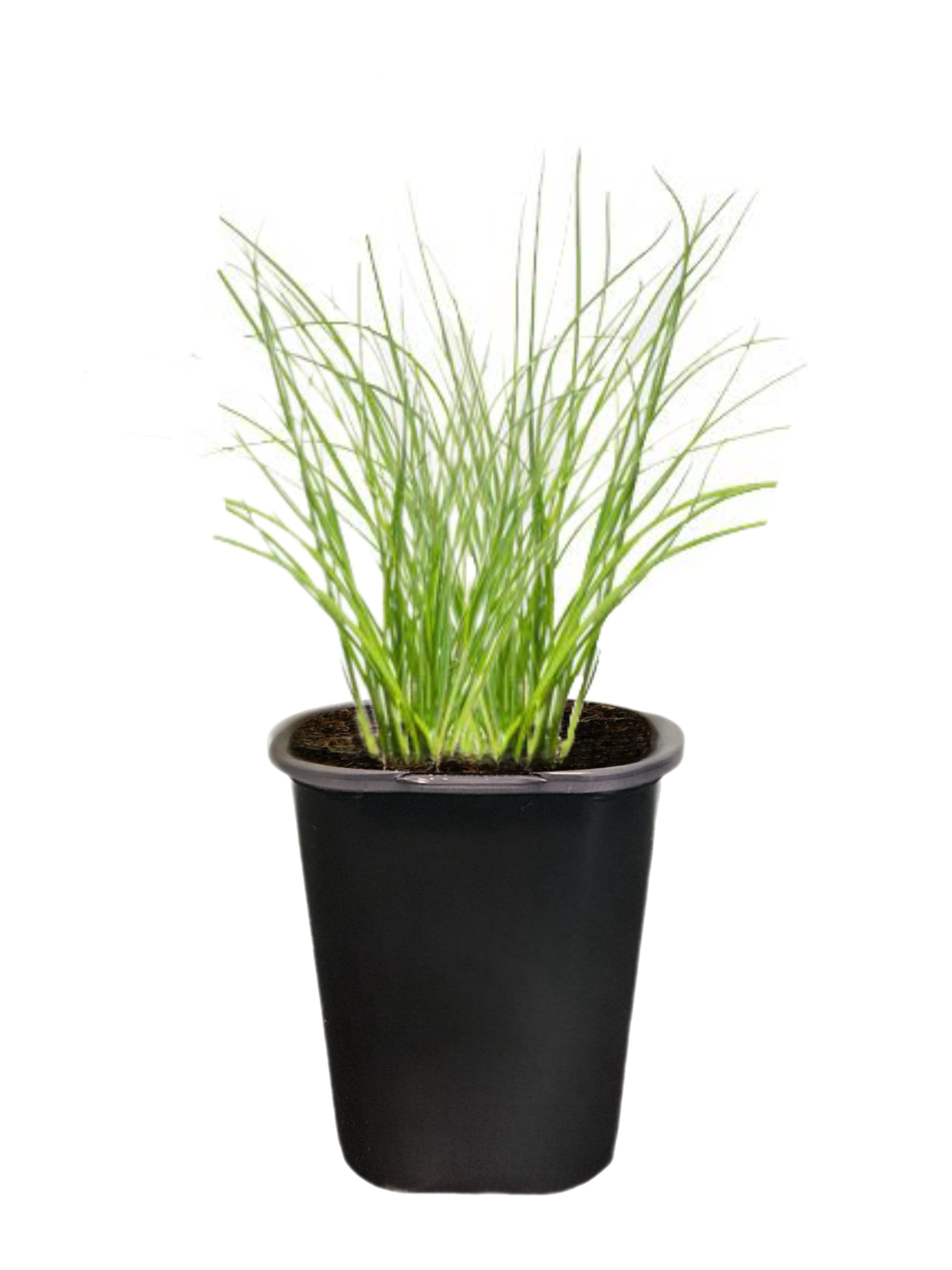 Expert Gardener 1PT Chives Herb Live Plant Grower Pot Full Sun ...