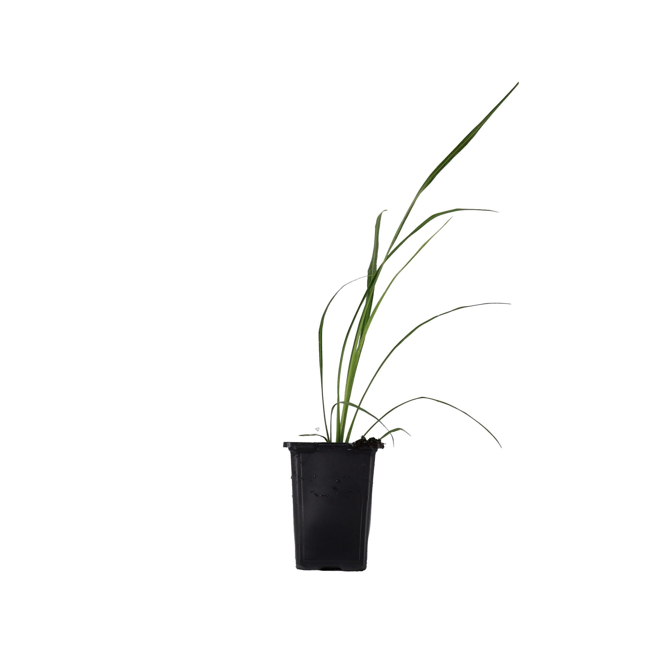 Expert Gardener 1PT Dracaena Indivisa Spike Live Plants Grower Pots Sun ...