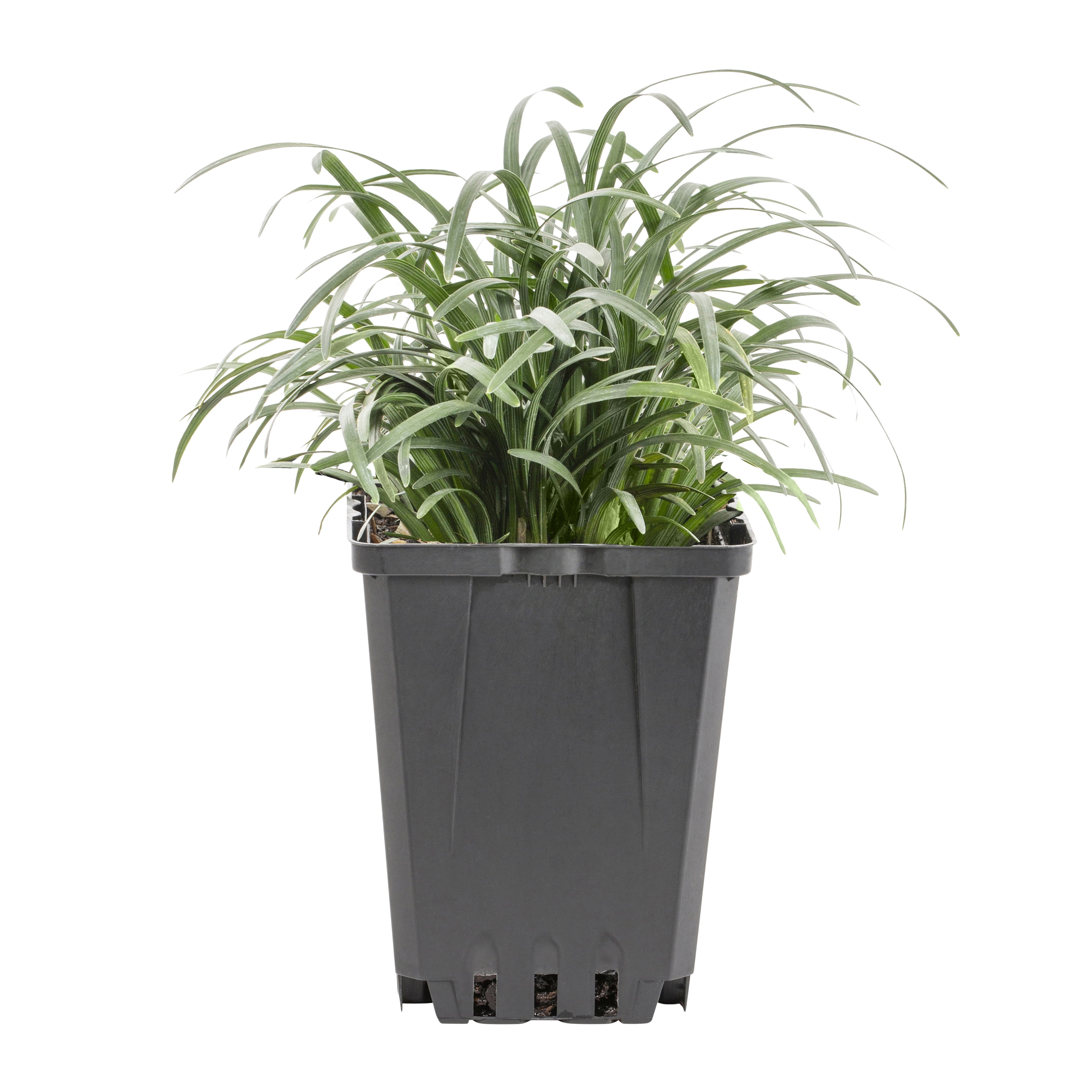 Expert Gardener 1PT Green Compact Mondo Grass Live Plant Grower Pot Sun ...