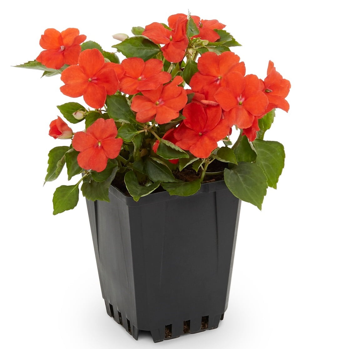 Expert Gardener 1PT Impatiens Beacon Select Mix Variety Various Colors ...