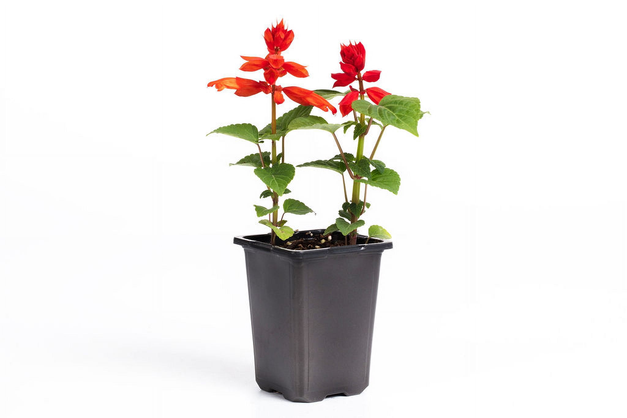 Expert Gardener 1PT Mojave Red Salvia Red Annual Live Plant - Walmart.com