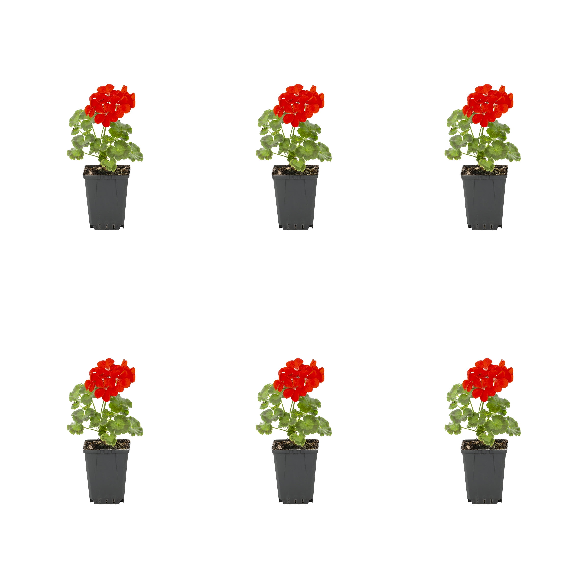 Expert Gardener 1PT Multicolor Seed Geranium Annual Plant Sun - Walmart.com