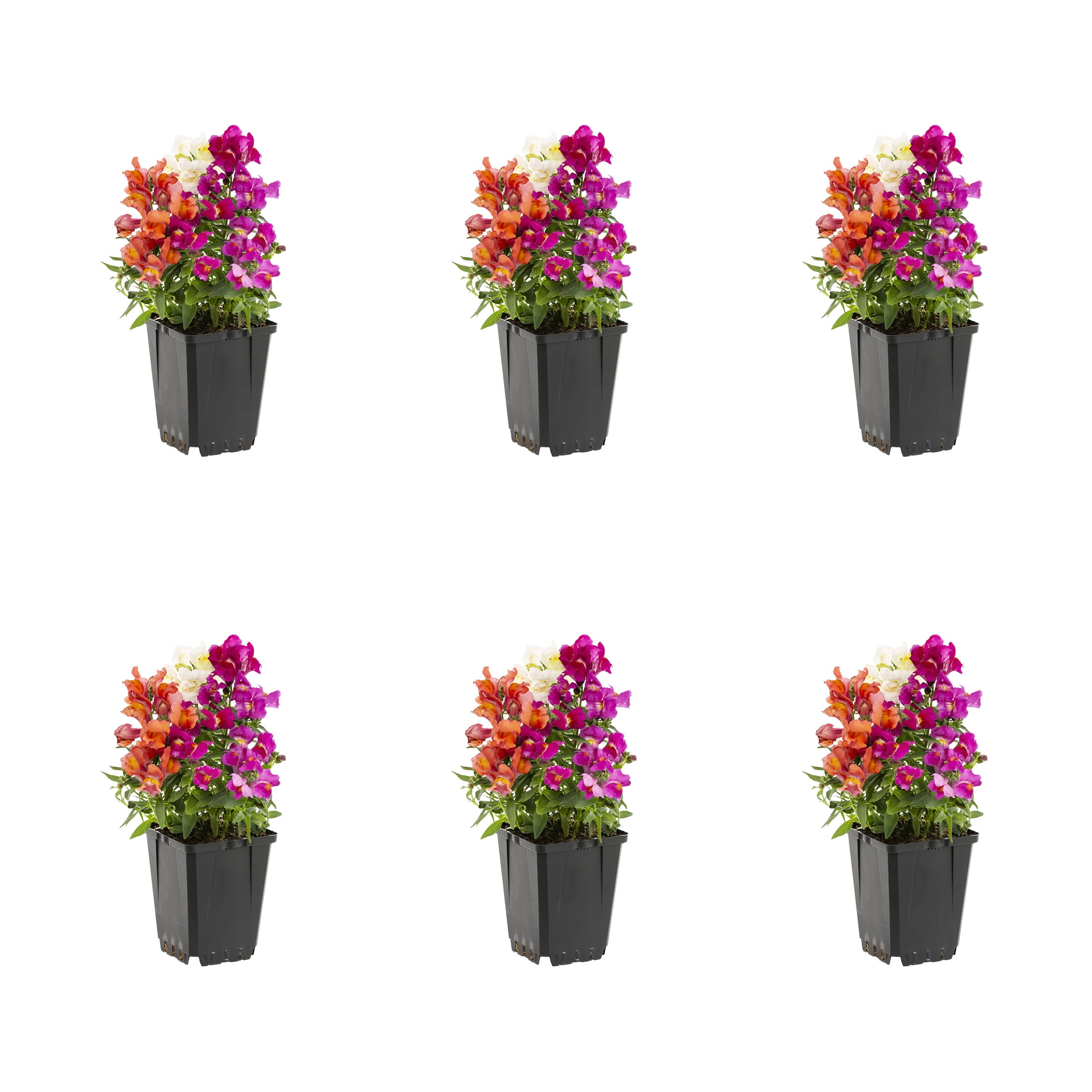 Expert Gardener 1PT Multicolor Snapdragon Live Annual Plant Sun 6-Pack ...