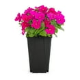 Expert Gardener 1PT Pink Impatiens Live Plant Grower Pot Full Sun ...