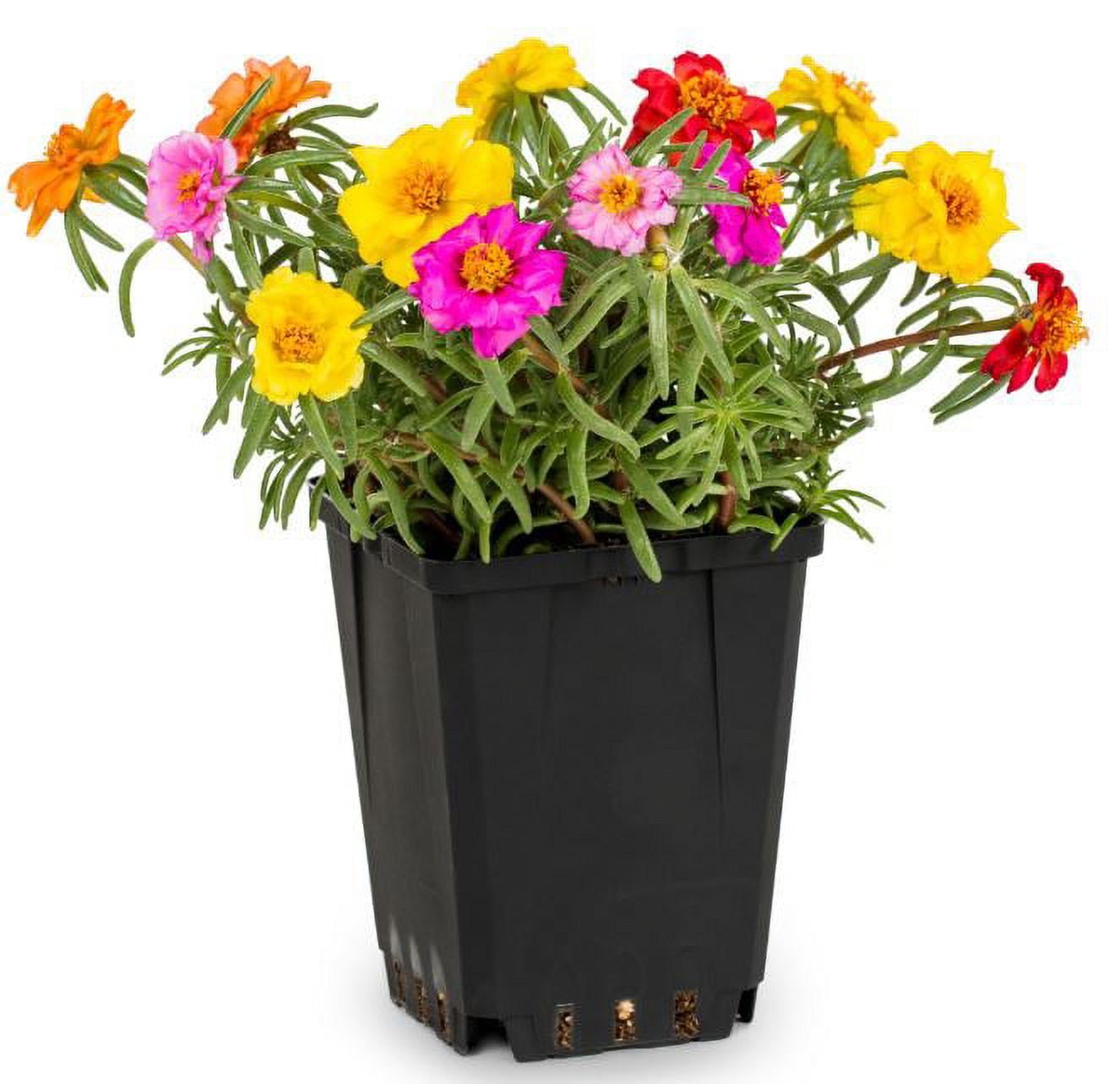 Expert Gardener 1PT Portulaca Happy Hour Mix Multicolors Annual Live ...