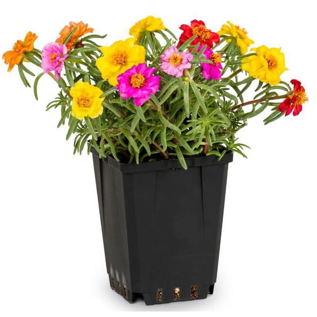Expert Gardener 1 Pt Portulaca Happy Hour Mix Multicolor, Live Annual ...