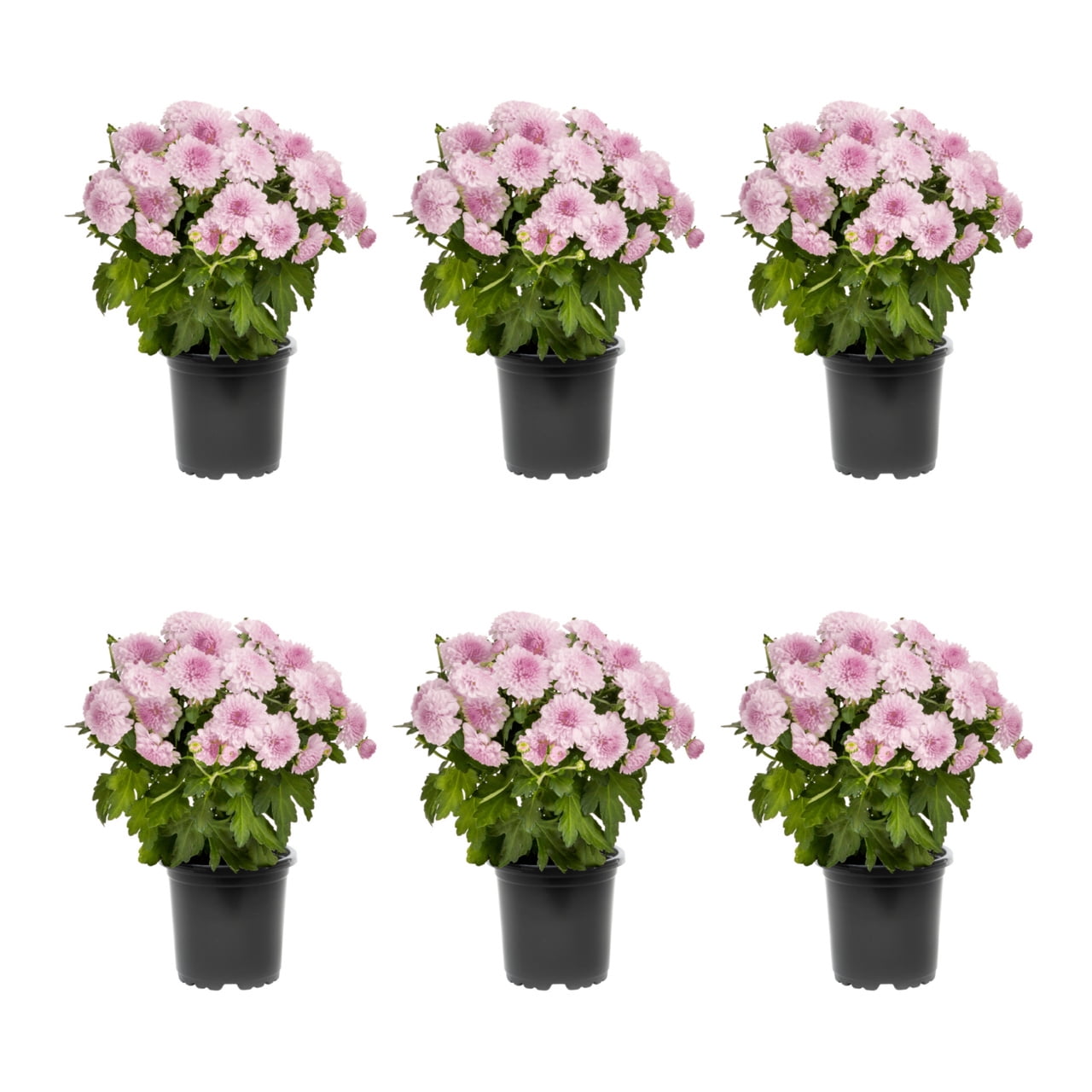 Expert Gardener Pint Pink Garden Chrysanthemum Plant Sun 6-Pack ...