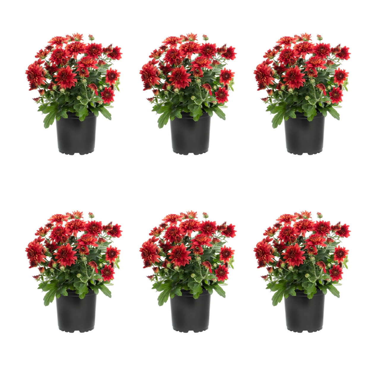 Expert Gardener Pint Red Garden Chrysanthemum Plant Sun 6-Pack ...