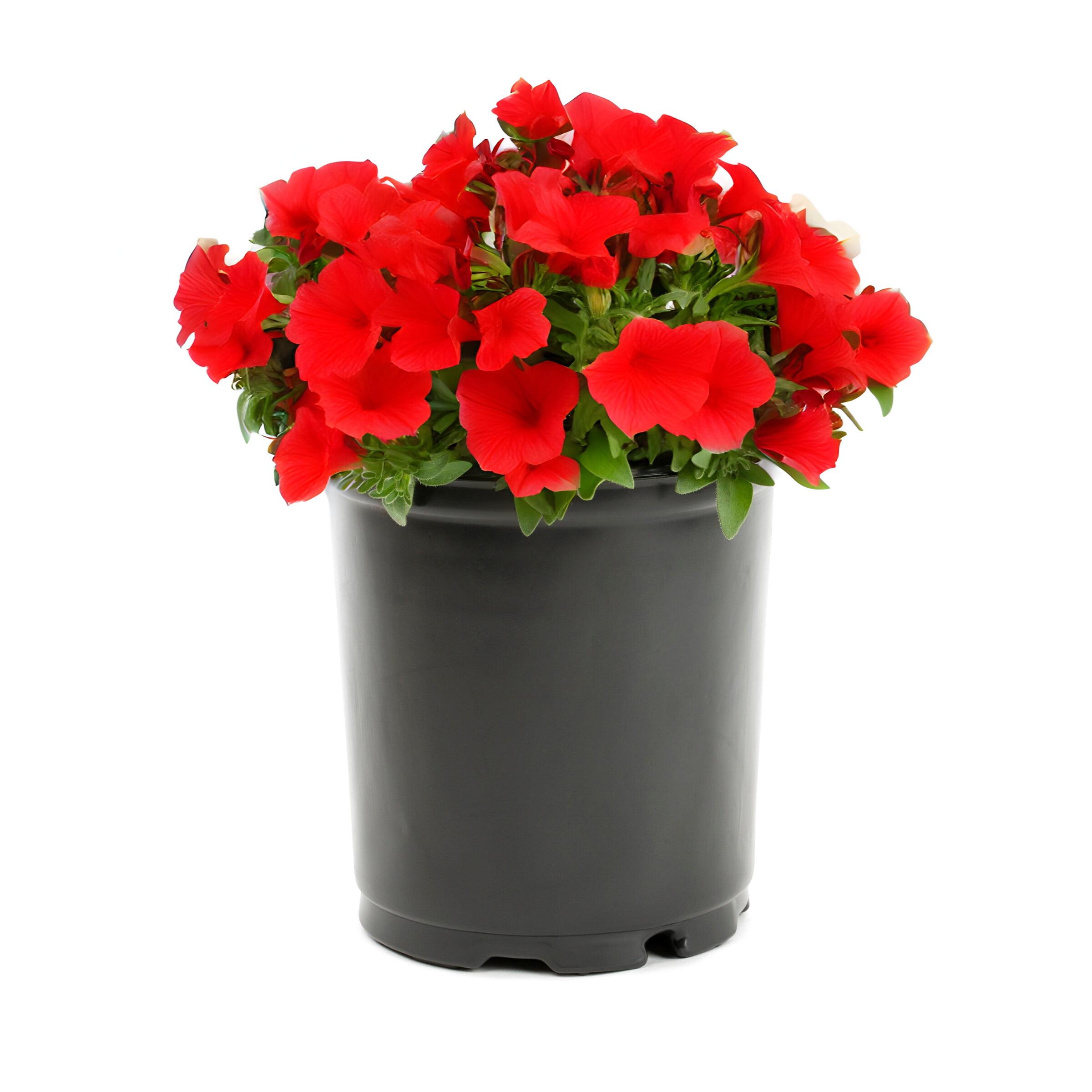 Expert Gardener 1PT Red Petunia Live Plant Grower Pot Full Sun ...