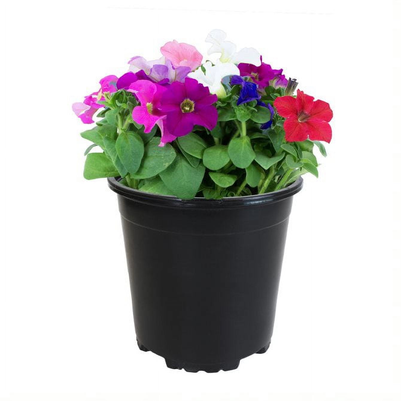 Expert Gardener 1PT Red Petunia Live Plant Grower Pot - Walmart.com