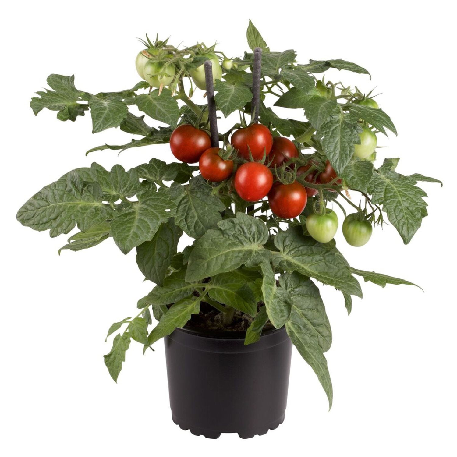 Expert Gardener 1PT Red Sugar Rush Cherry Tomato Live Plant Grower Pot ...