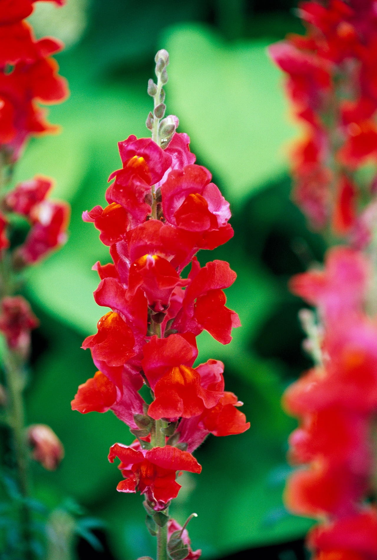 Expert Gardener 1PT Snapdragon Snapshot Mix Variety Various Colors ...