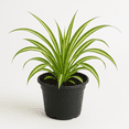 Expert Gardener Spider Plant 1PT Bicolor Green Foliage Indoor Plant for ...