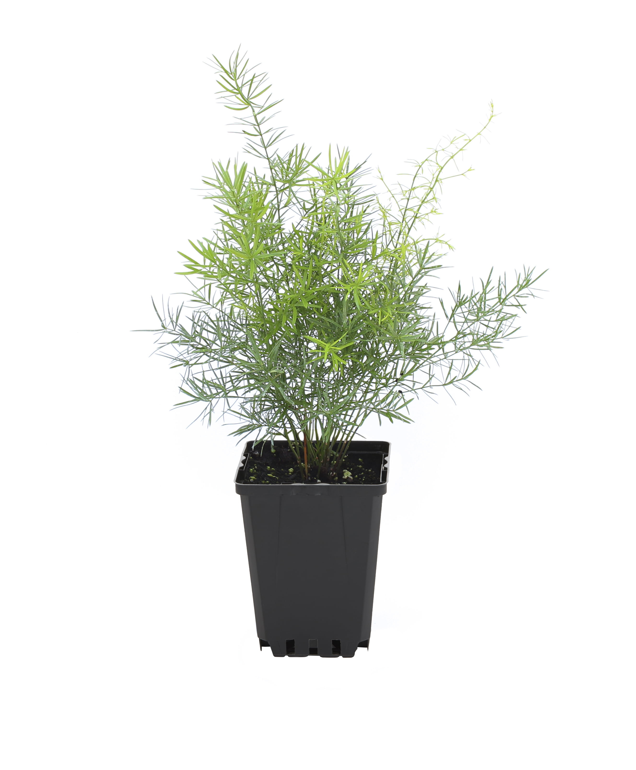 Expert Gardener 1PT Springeri Fern Live Perennial Plant Sun - Walmart.com