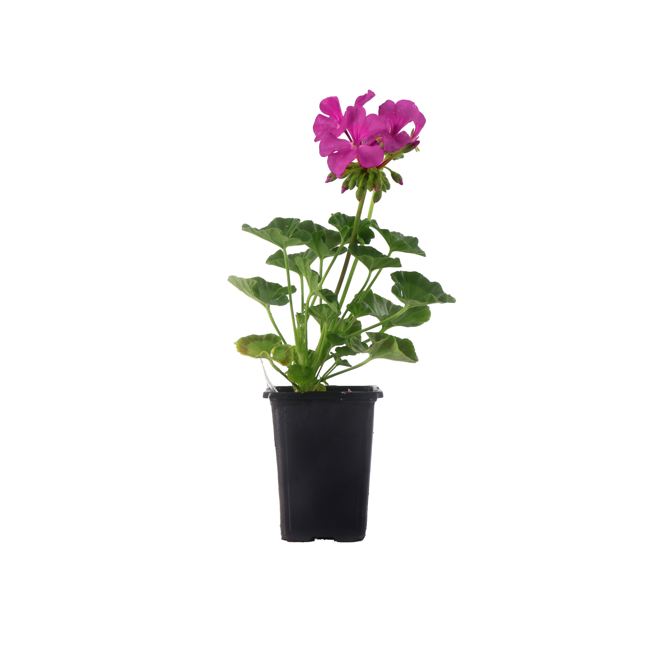 Expert Gardener 1PT Violet Geranium Live Plants Grower Pots Sun ...