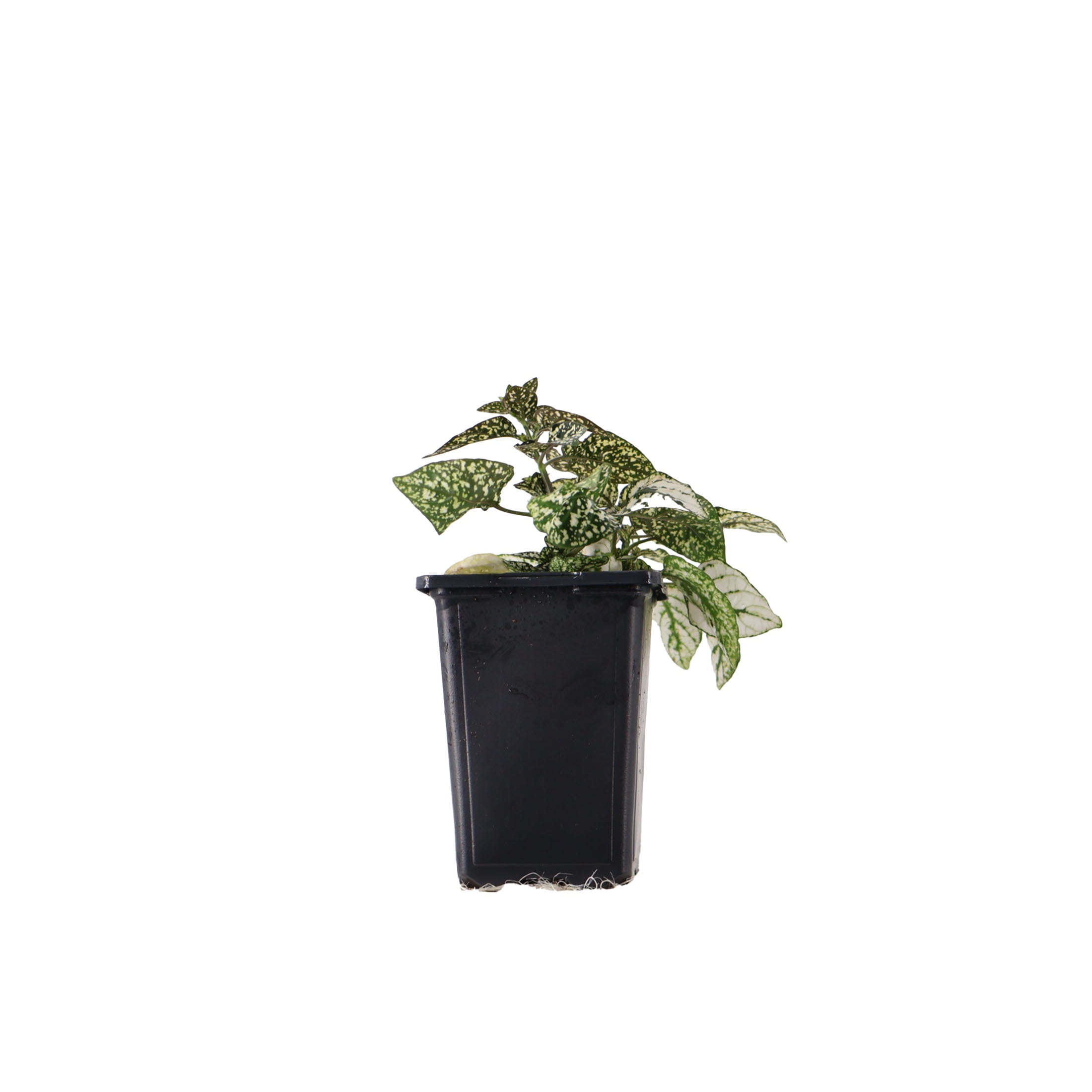 Expert Gardener 1PT White Hypoestes Polka Dot Plant Live Plants Grower ...