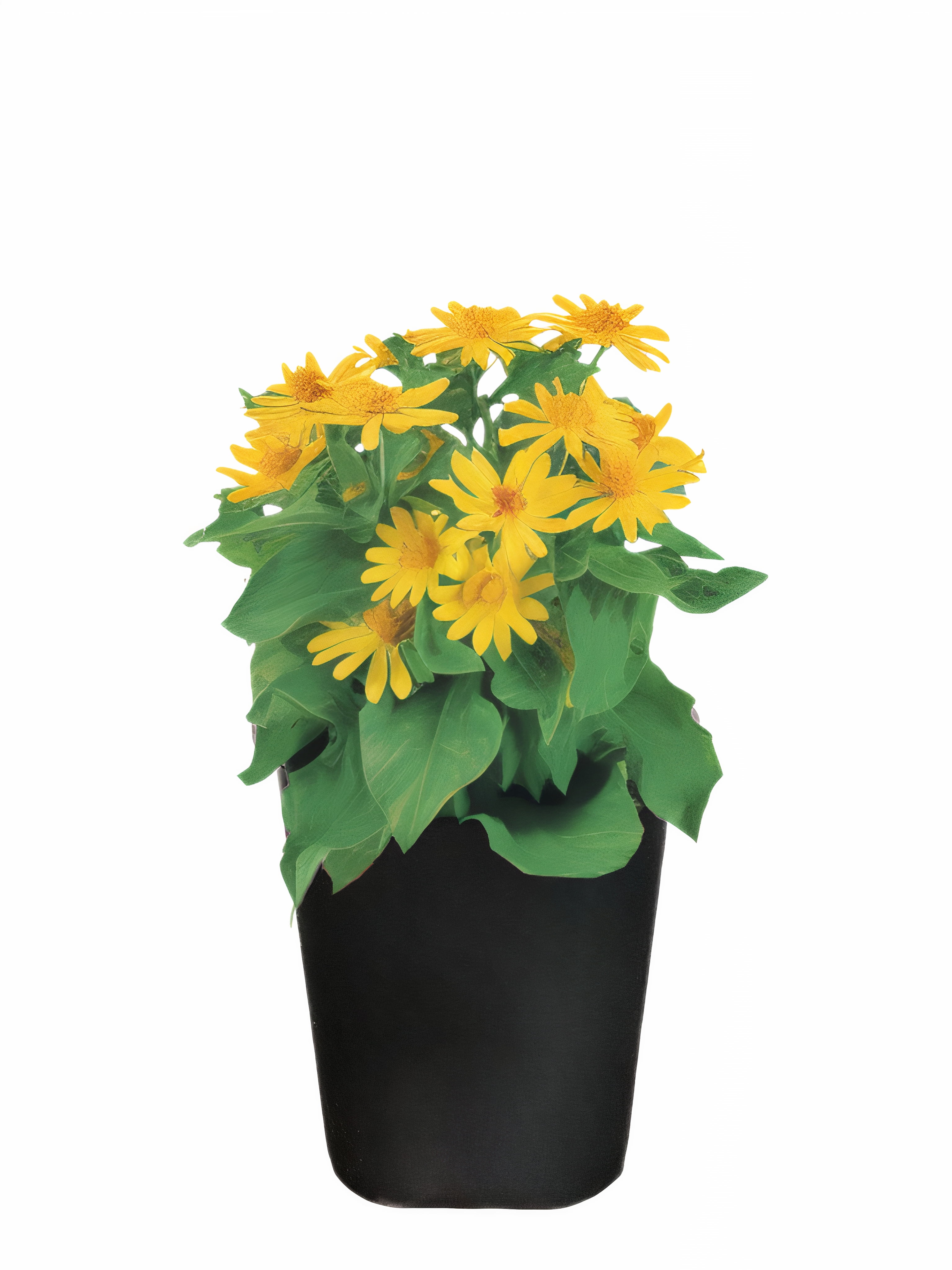 Expert Gardener 1Pt Melampodium Yellow Live Plant Grower Pot Full Sun ...