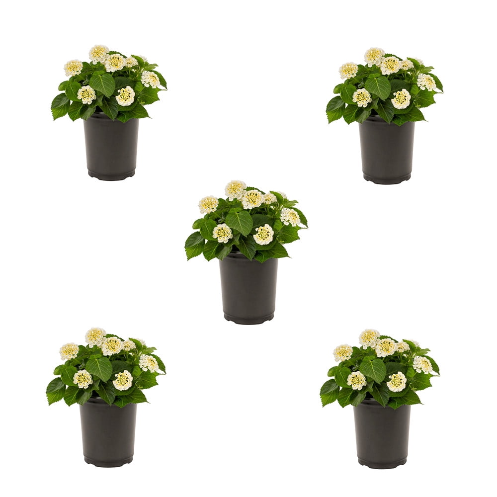 Expert Gardener 1QT Lantana White Annual Plant Grower Pot Sun (5 Pack ...