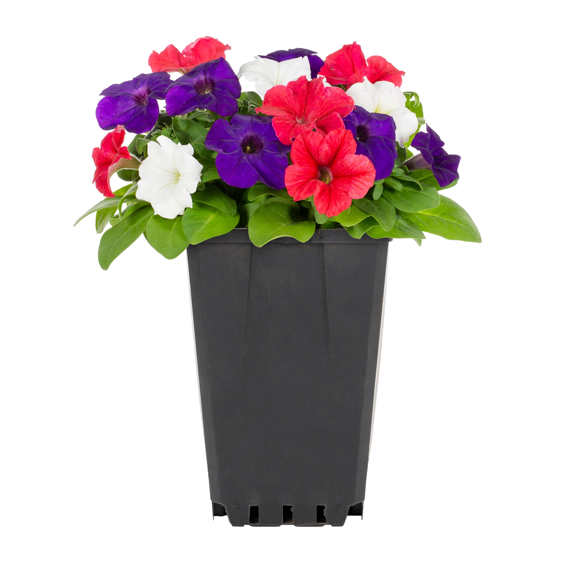 Expert Gardener 1QT Multicolor Petunia Combo Live Plants Grower Pots ...