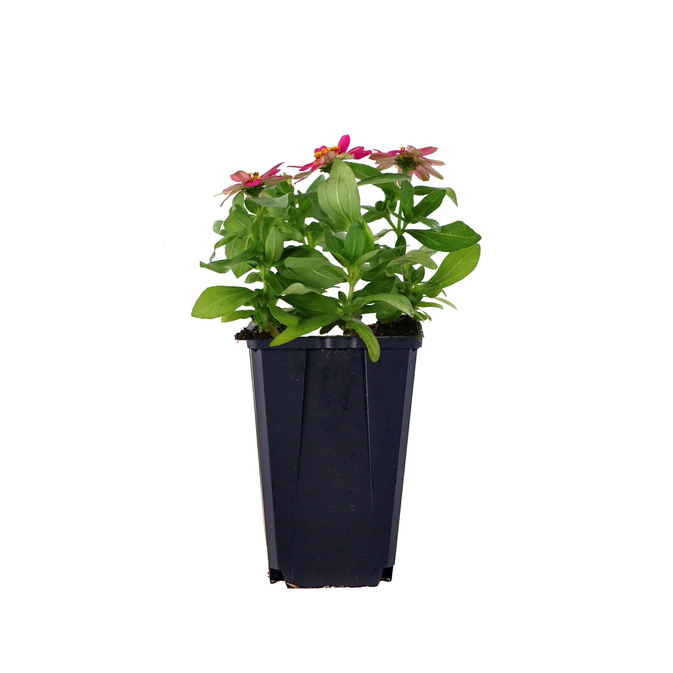 Expert Gardener 1QT Pink Zinnia Live Plants Grower Pots Sun Pollinator ...