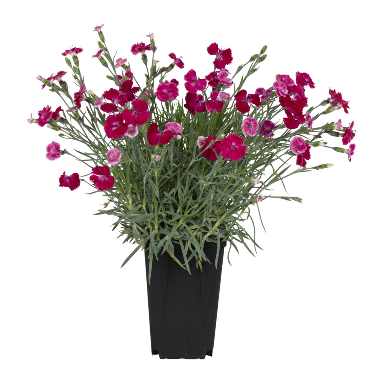 Expert Gardener 1QT Red Dianthus Live Perennial Plant Sun - Walmart.com