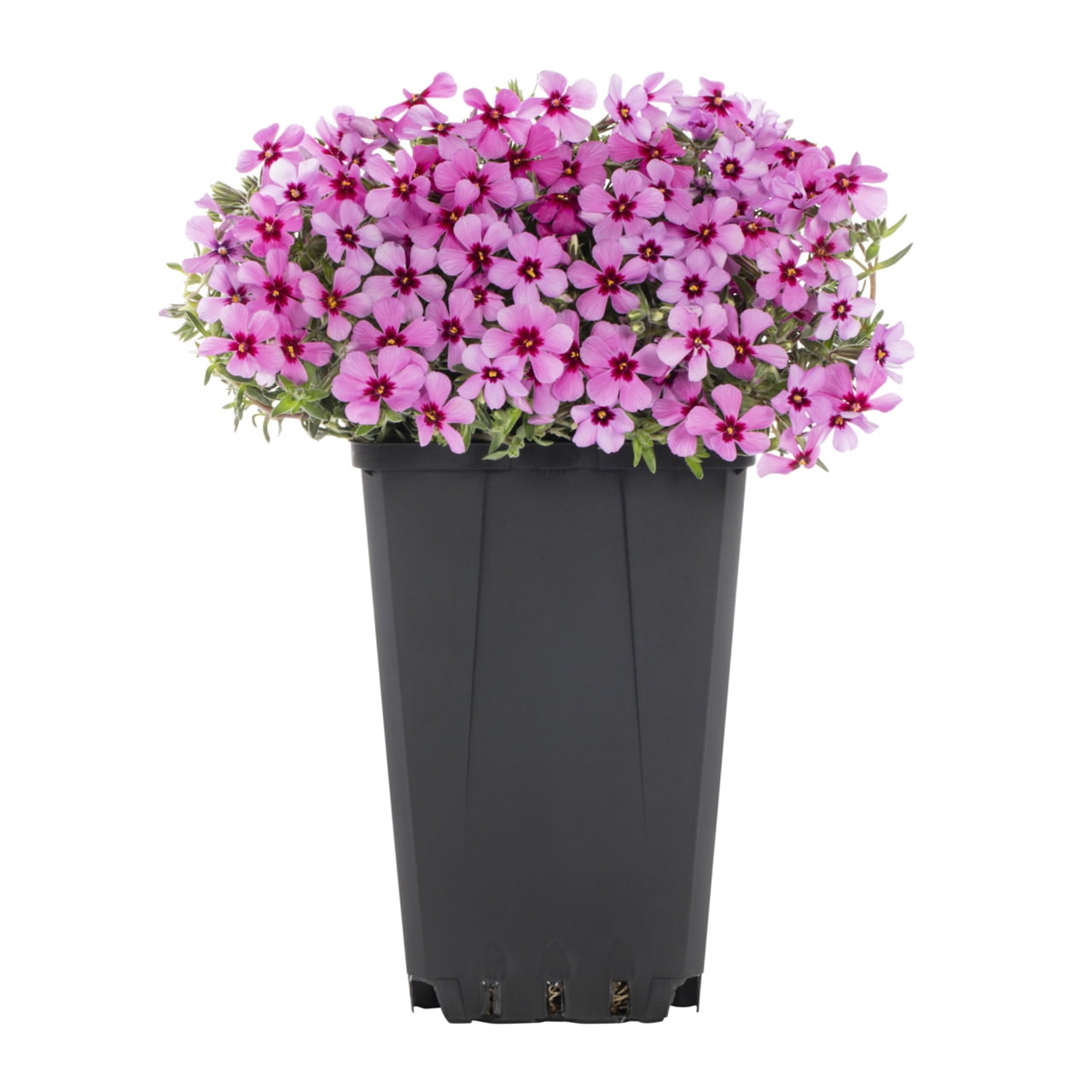 Expert Gardener 1.5PT Red Phlox Live Perennial Plant Sun - Walmart.com
