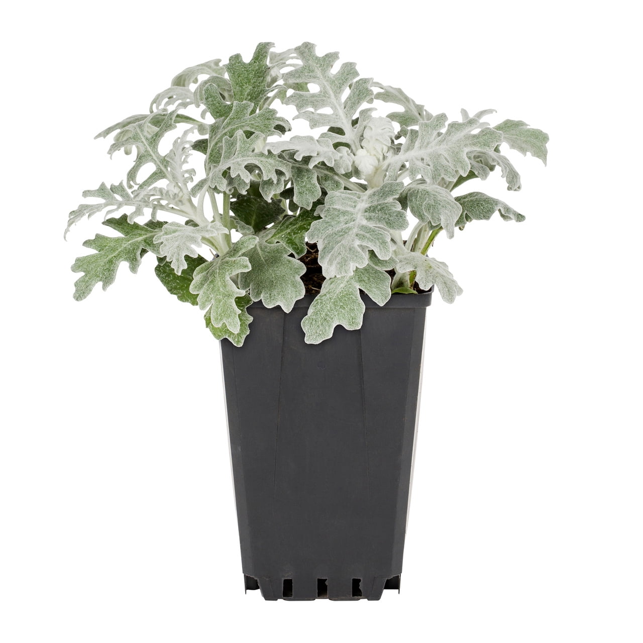 Expert Gardener 1QT Silver Dusty Miller Live Annual Plant Sun 5-Pack ...