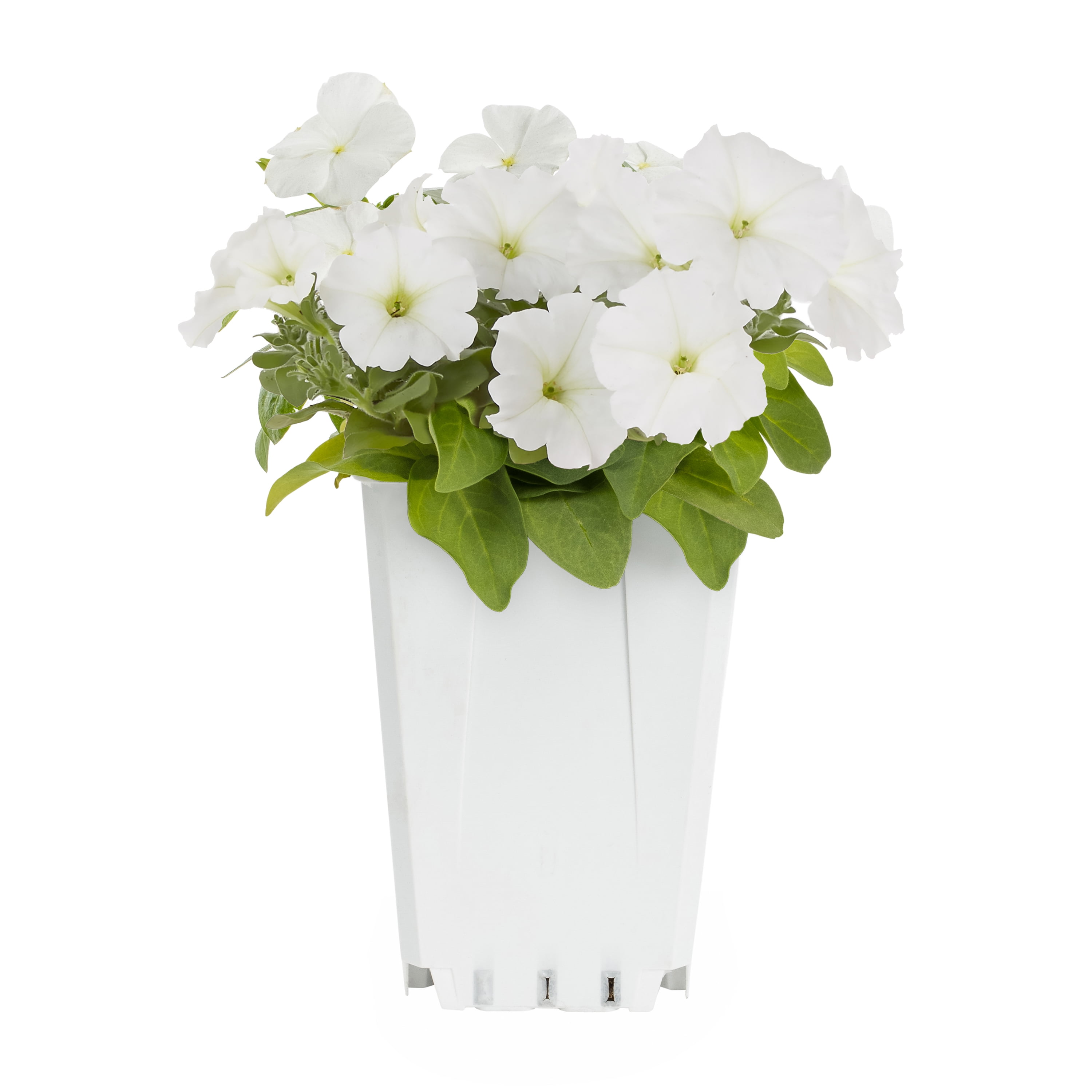 Expert Gardener 1QT White Petunia Live Plants Grower Pots Sun - Walmart.com