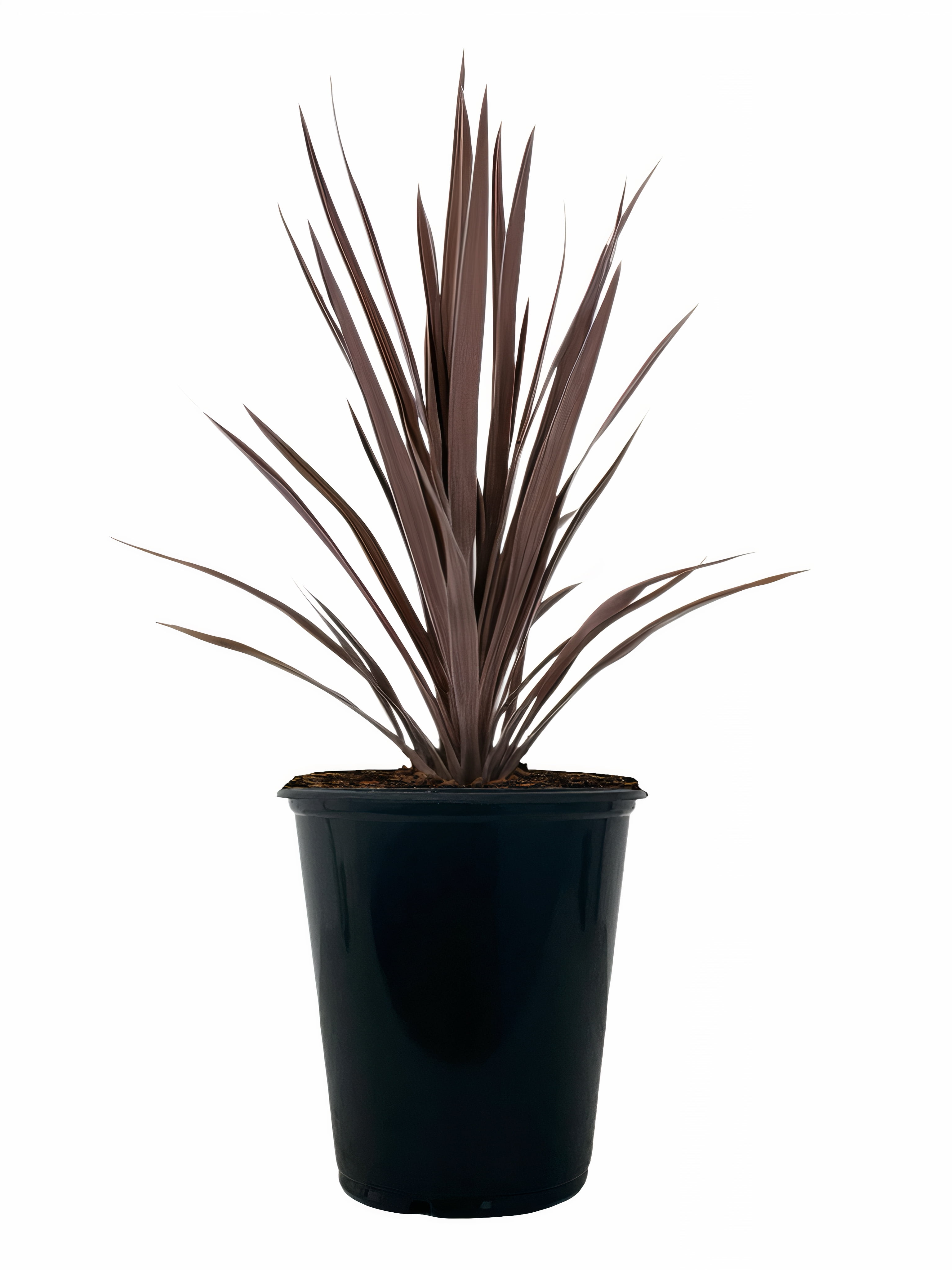 Expert Gardener 1Qt Cordyline Multi-Colors Live Plant Grower Pot Full ...