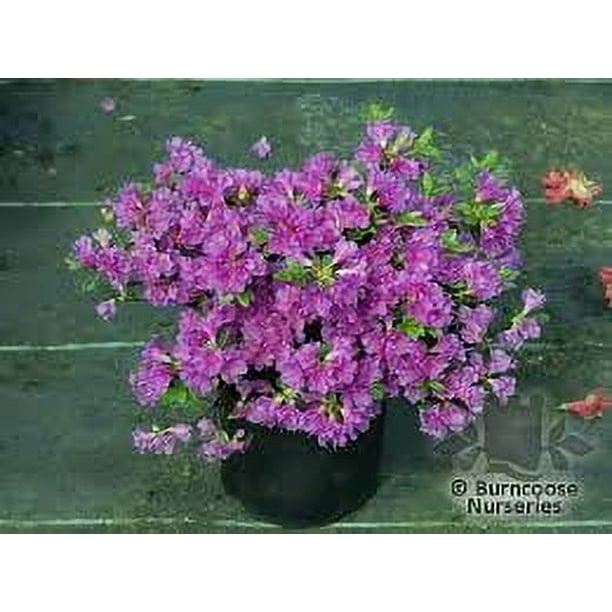 Expert Gardener 1g Azalea Purple - Walmart Business Supplies