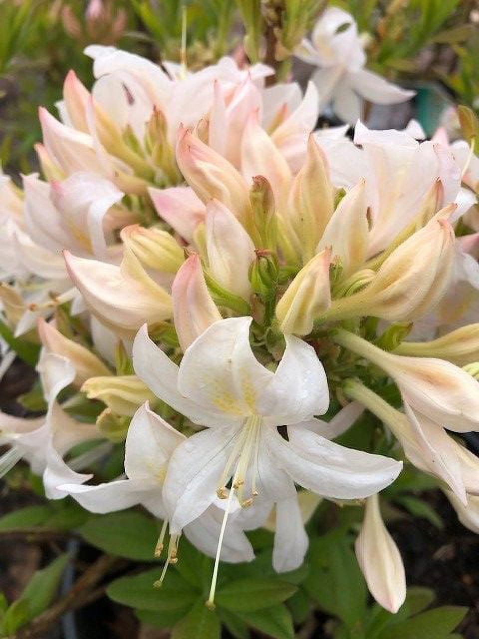 Expert Gardener 2.25 gal Azalea White Lights Live Shrubs - Walmart.com