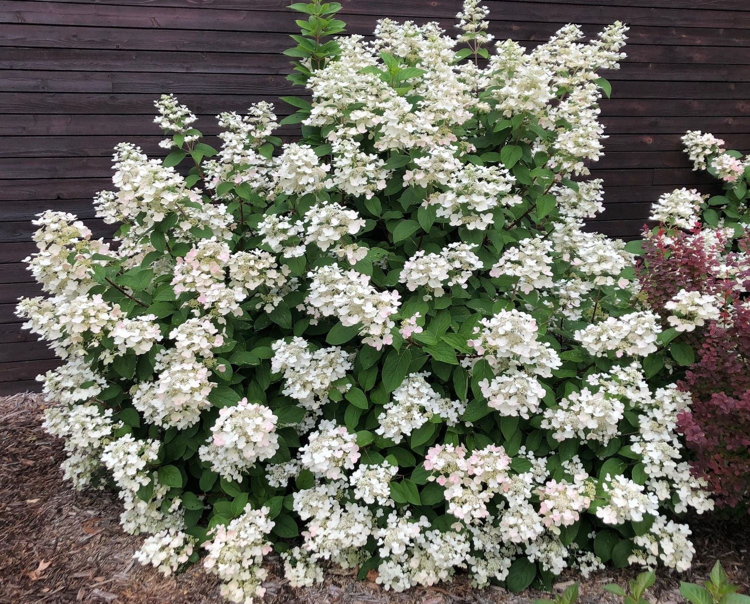 Expert Gardener 2.25 gal Hydrangea Fire and Ice Live Shrubs - Walmart ...