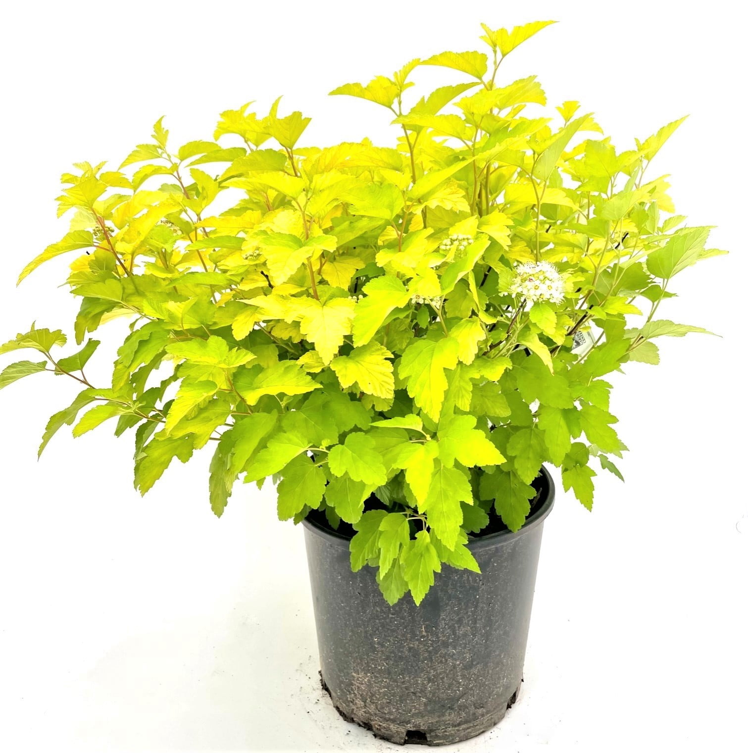 Expert Gardener 2.25 gal Ninebark Lemon Candy Live Shrubs - Walmart.com