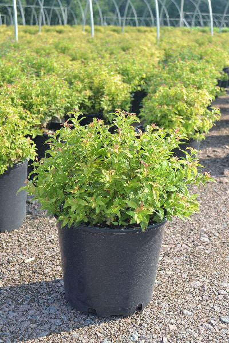 Expert Gardener 2.25 gal Spirea Gold Flame Live Shrubs - Walmart.com