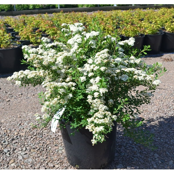 Expert Gardener 2.25 gal Spirea Snowmound Live Shrubs - Walmart ...