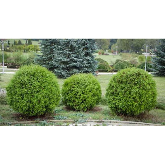 Expert Gardener 2.25G Arborvitae Danica Evergreen Live Shrubs Partial ...
