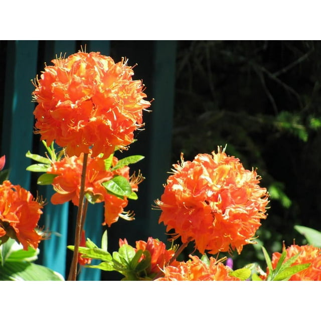 Expert Gardener 2.25G Azalea Ex Mandarin Lights Live Shrubs Full Sun ...