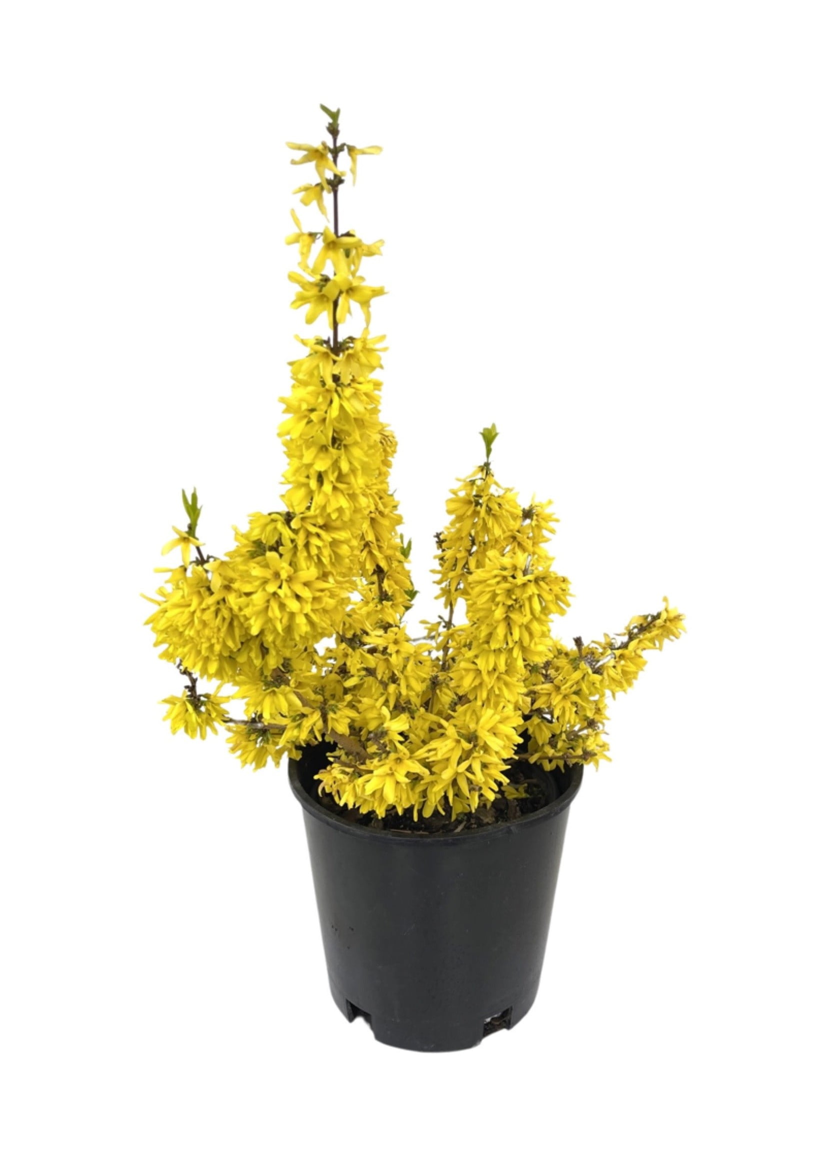 Expert Gardener 2.25G Forsythia Lynwood Gold Flowering Live Plants Full ...