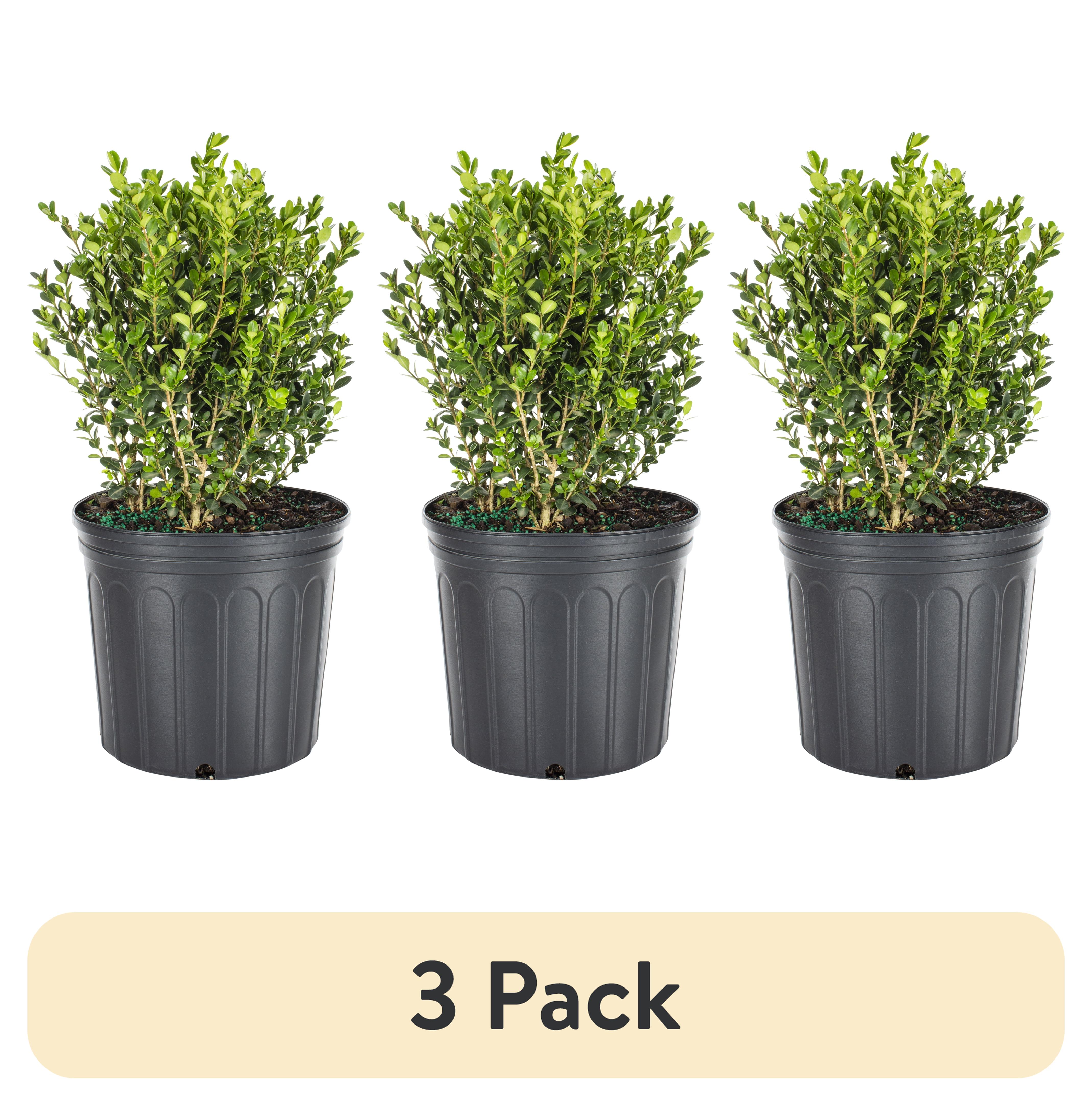 (3 pack) Expert Gardener 2.25Gal Boxwood Live Shrub Grower Pot Sun ...