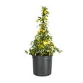 Expert Gardener 2.25gal Carolina Jasmine Vining Live Shrub Plant Sun ...