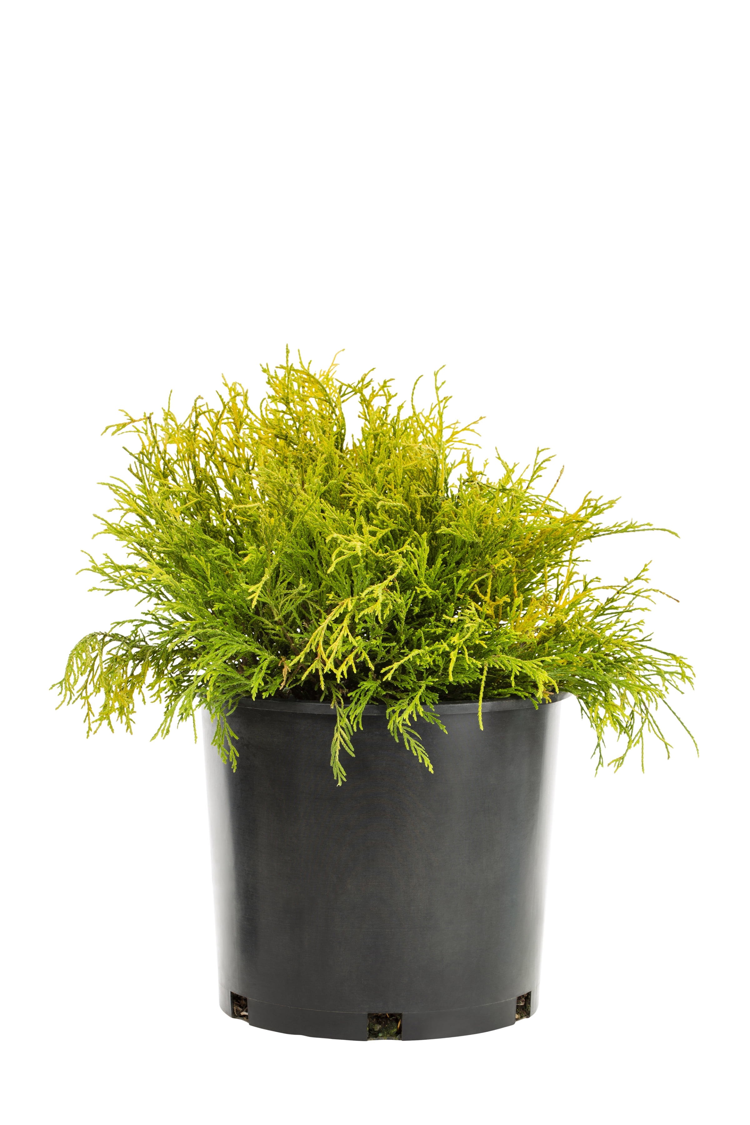 Expert Gardener 2.25Gal Gold Cypress Thread Live Shrub Grower Pot Sun ...