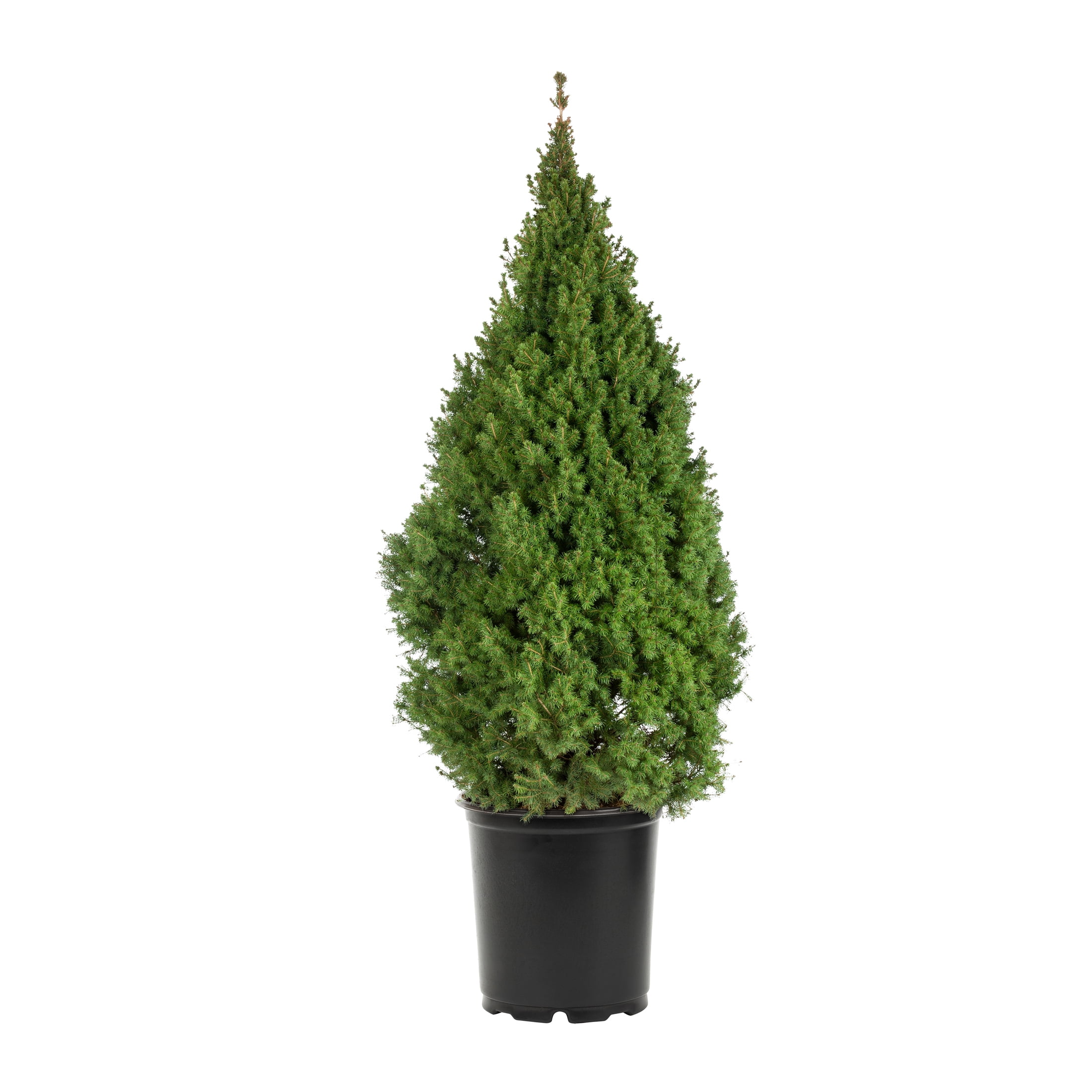 Expert Gardener 2.25gal Compact Alberta Spruce Live Shrub Plant Sun ...