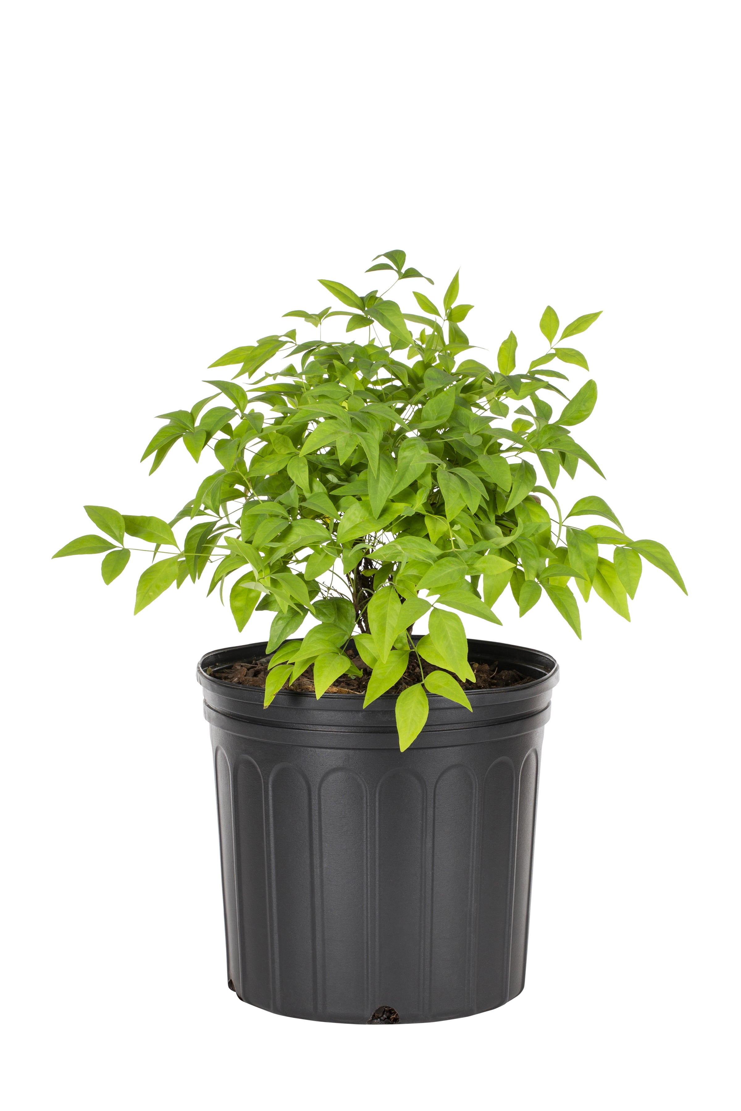 Expert Gardener 2.25gal Green Nandina Firepower Live Shrub Plant Sun ...