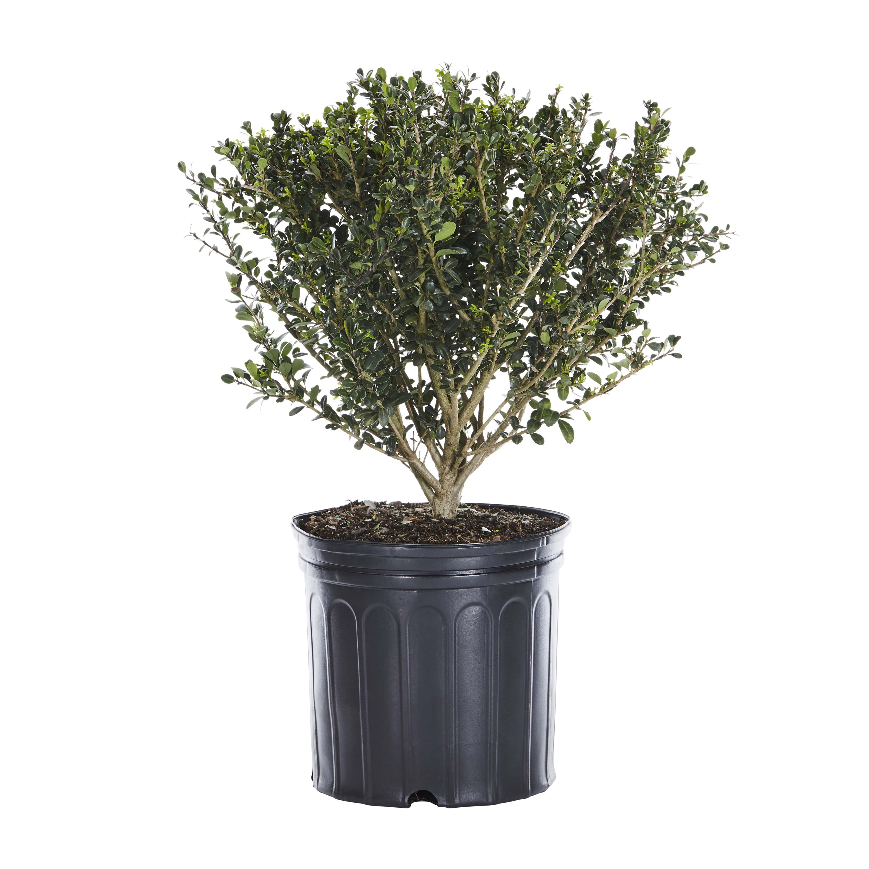 Expert Gardener 2.25gal Holly Compacta Evergreen Live Shrub Plant Sun ...
